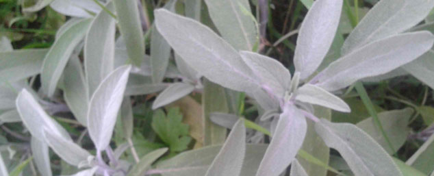 Sage Article - Hermitage Essential Oils Italy